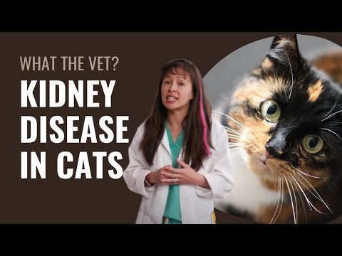 Kidney Disease in Cats - A Vet Explains Symptoms & Treatments