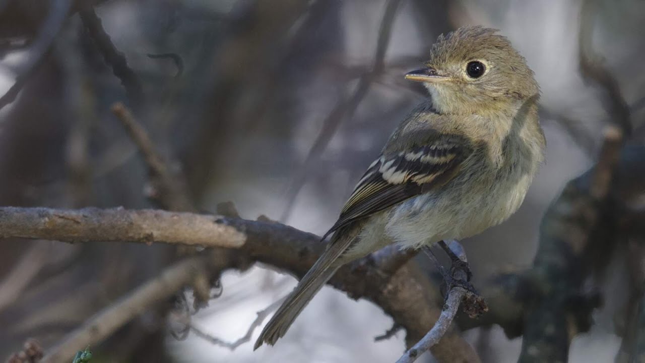 Empid Flycatchers | Bird Identification Guide