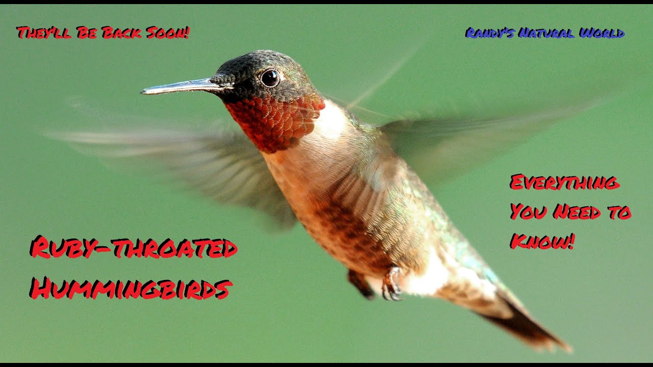 The Ruby-throated Hummingbird: Everything You Need to Know