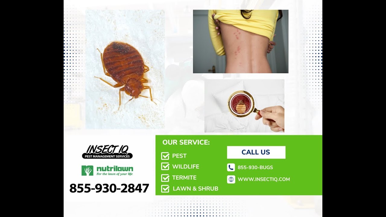 BED BUGS - LIFE CYCLE - DETECTION - CONTROL