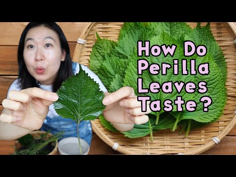 WHAT ARE SHISO PERILLA LEAVES ?? | New Ingredient Mondays