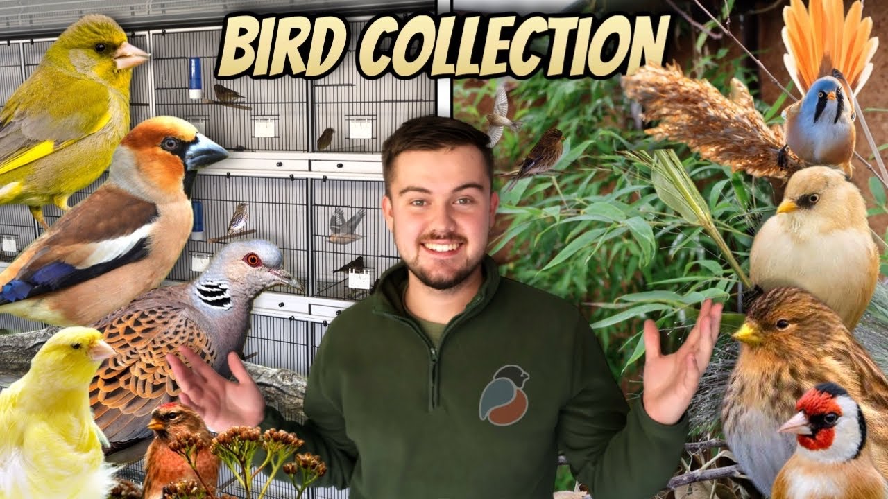 My ENTIRE Bird Collection!