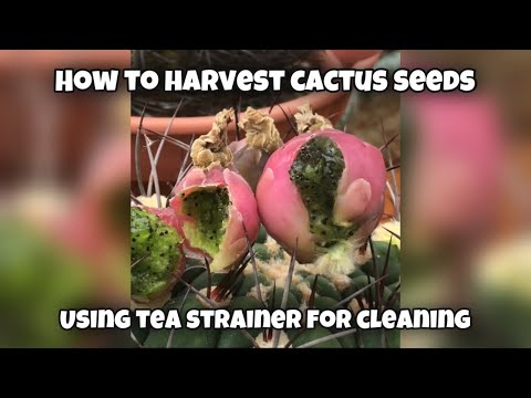 How to harvest cactus seeds | Gymnocalycium collection #shorts