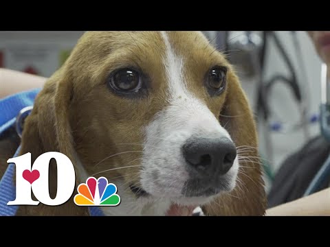 YWAC receives 20 beagles rescued from Virginia breeding and research facility