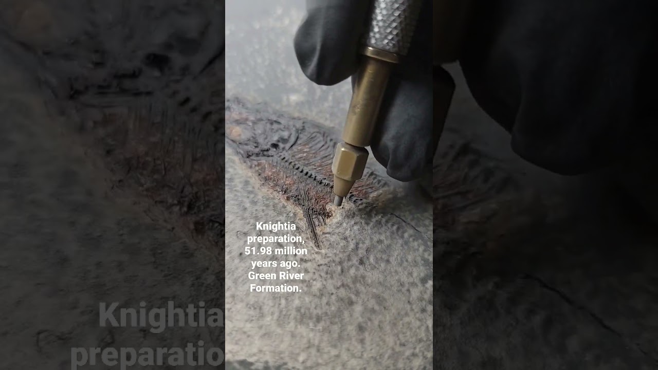 #preparation #fish #education #dream #amazing #paleontology #interesting #fossil #fossilprep #fossil
