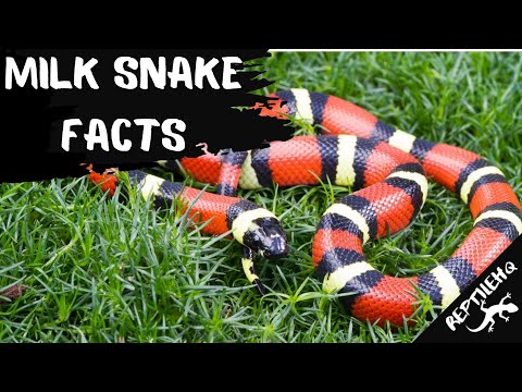 Unbelievable Facts about Milk Snakes That'll Shock You!