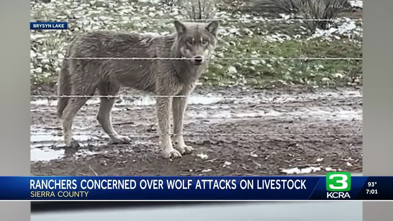 Sierra Valley ranchers face growing threat from gray wolves