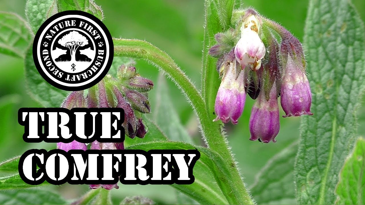 COMFREY: Identification, Foraging & Use || MEDICINAL HERBS in BUSHCRAFT (Symphytum officinale)