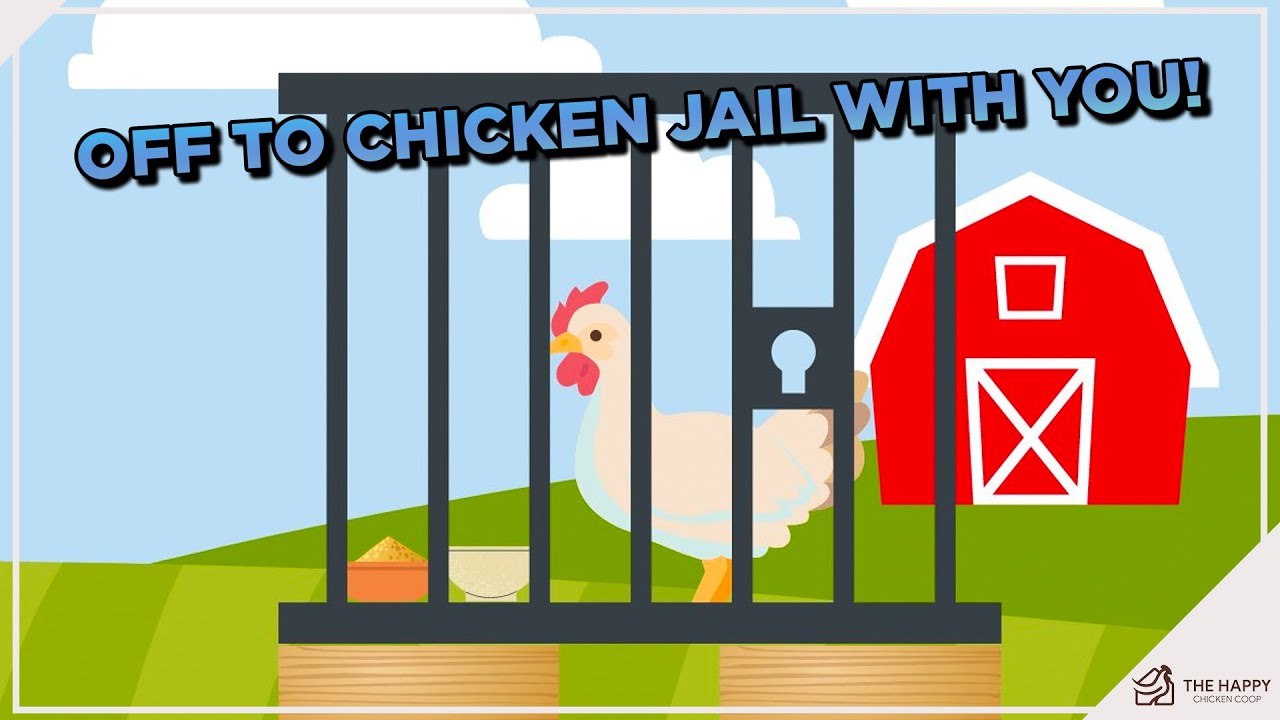 6 Ways To Break A Broody Hen +1 Bonus!