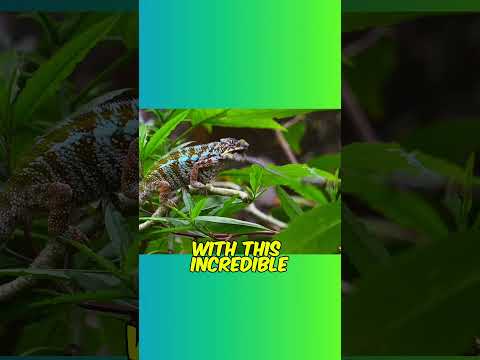 Chameleon's Tongues are TWICE As Long As Their Body!🦎🦎👅#animals #animalfacts #shorts