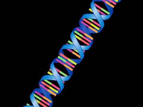 DNA, Chromosomes, and Genes
