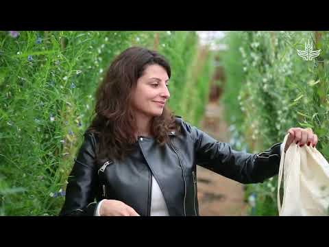 Underused Crops in CGIAR Genebanks