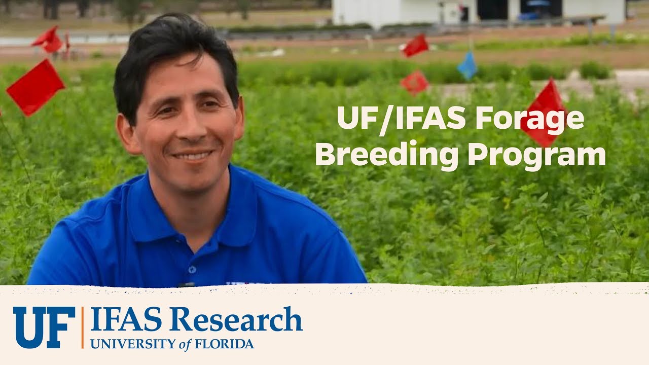 UF/IFAS Research | Forage Breeding Program