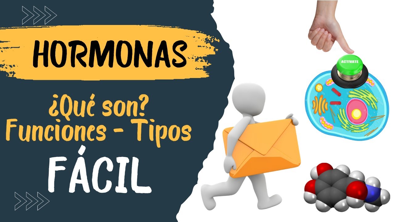 ¿cuáles Son Las Funciones Del Cuestionario De Hormonas Search Ping