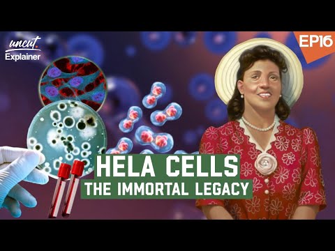 The Secret of Immortality: HeLa Cells | Uncut Explained
