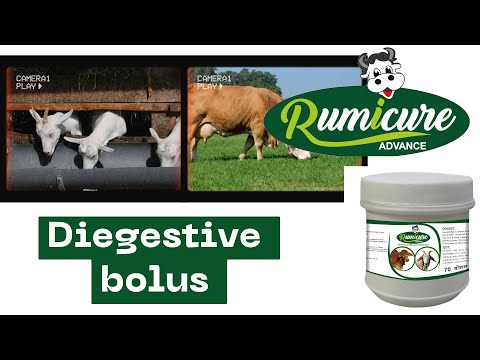 Veterinary Bolus - Vet Bolus Latest Price, Manufacturers & Suppliers