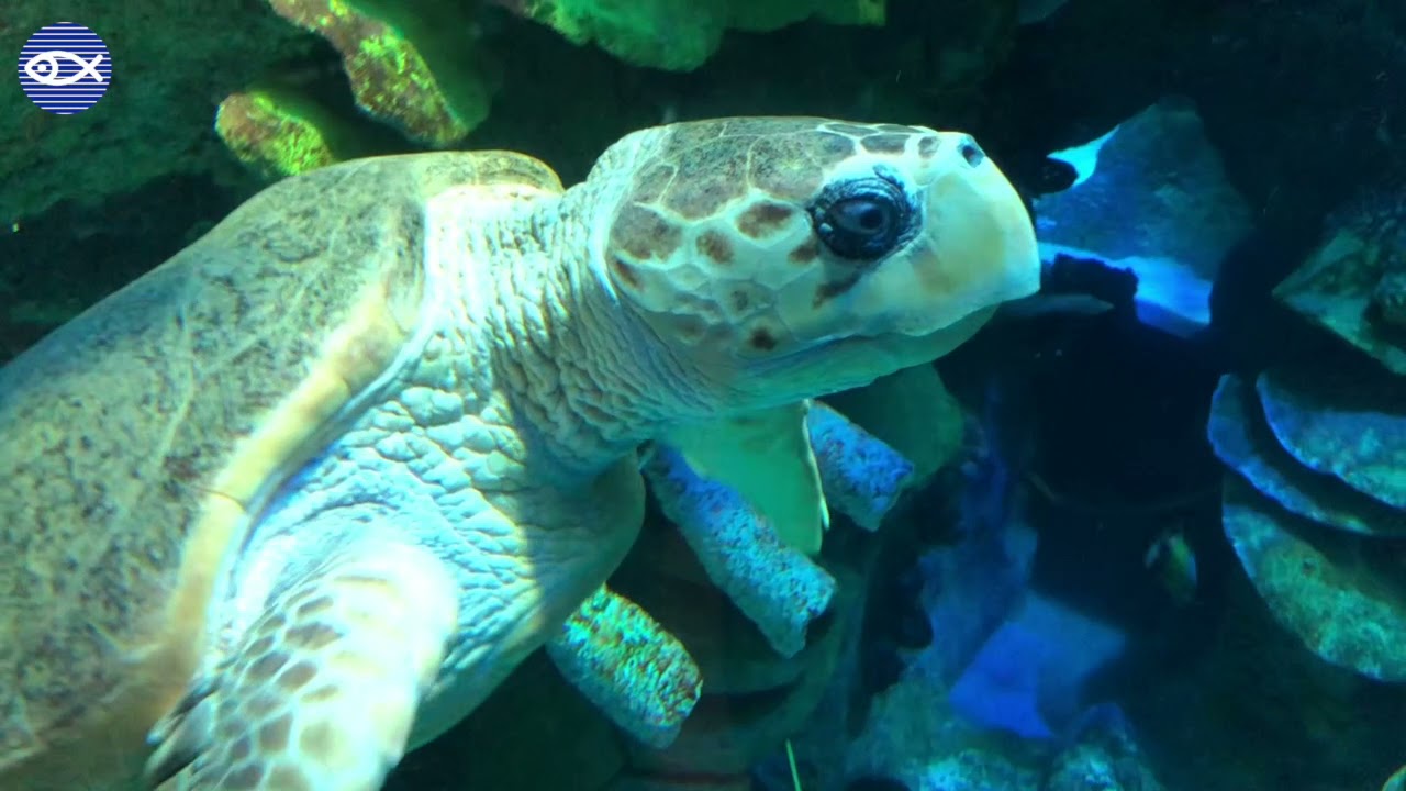 World Turtle Day 2021!
