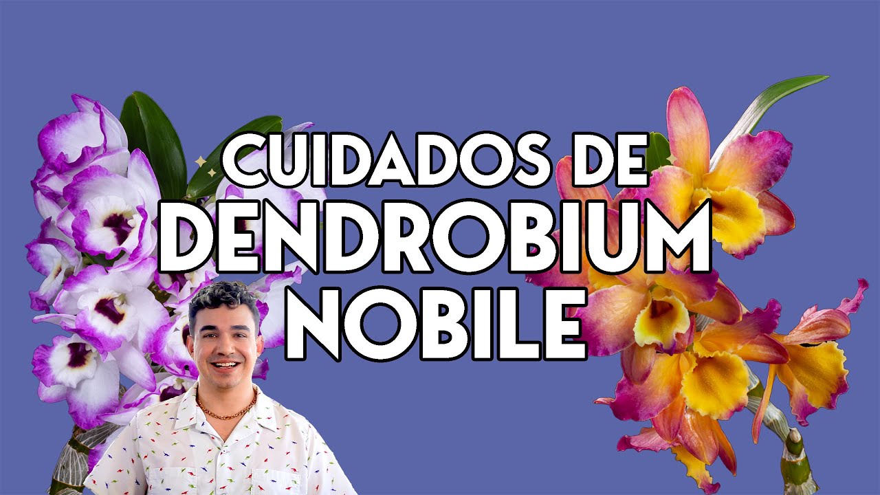 How to care for a Dendrobium nobile? | Orchid tutorial for beginners
