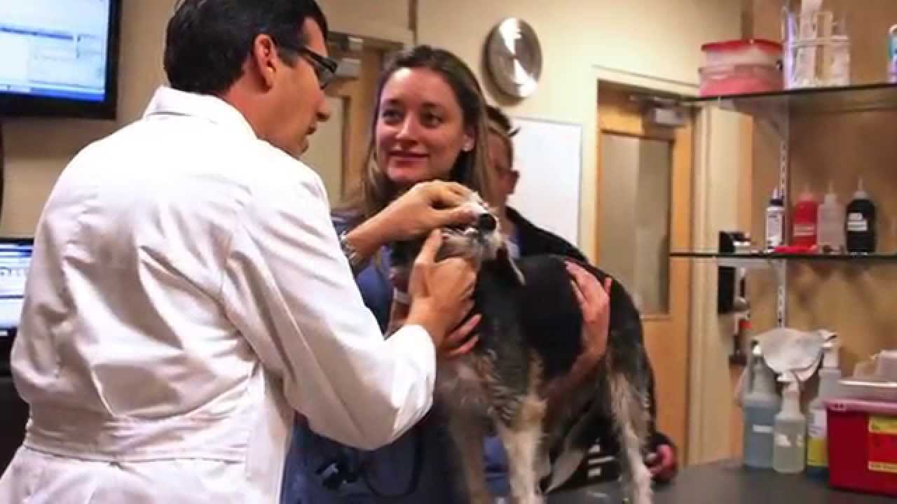 West Loop Veterinary Care Tour