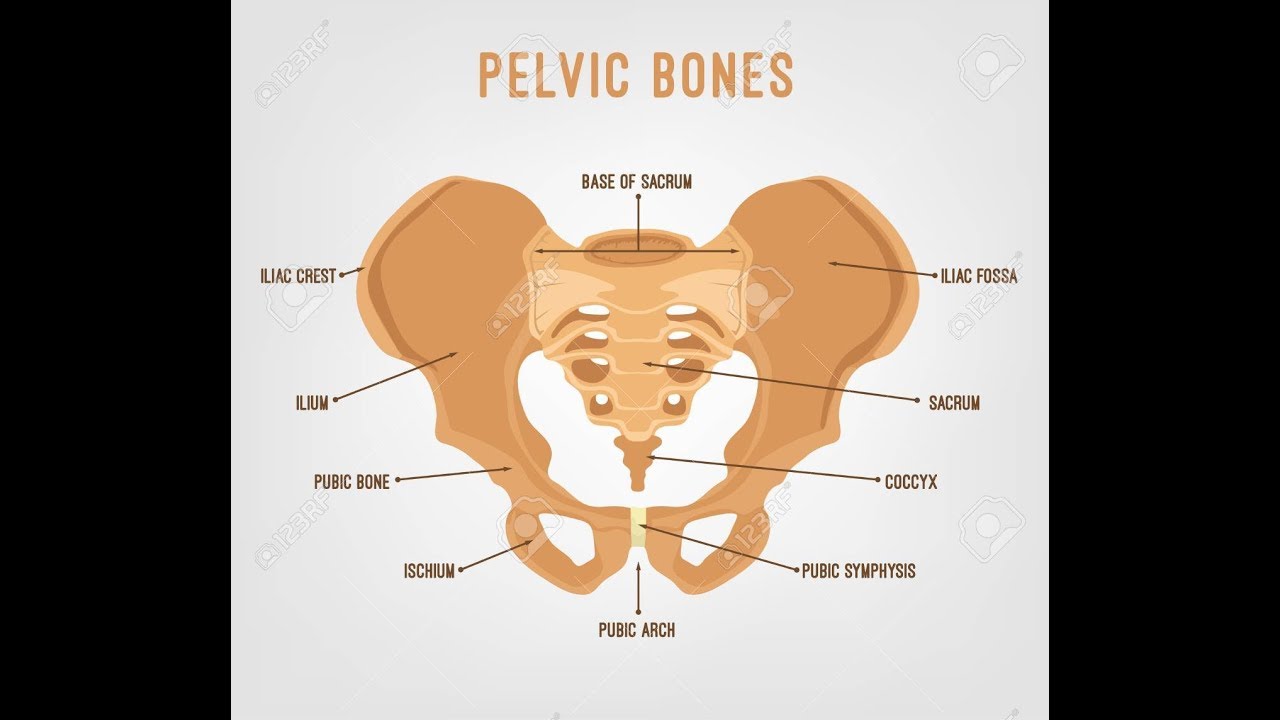 Pelvis and Femur Anatomy Labeled and explained