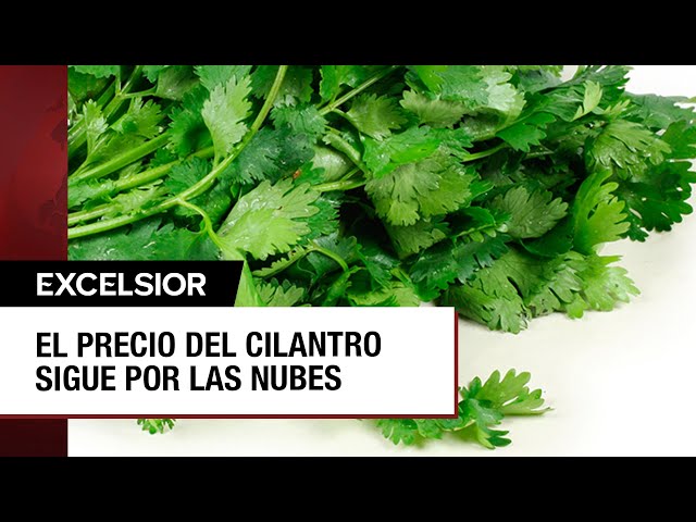 ¿Cómo sembrar cilantro en casa? Te explicamos paso a paso