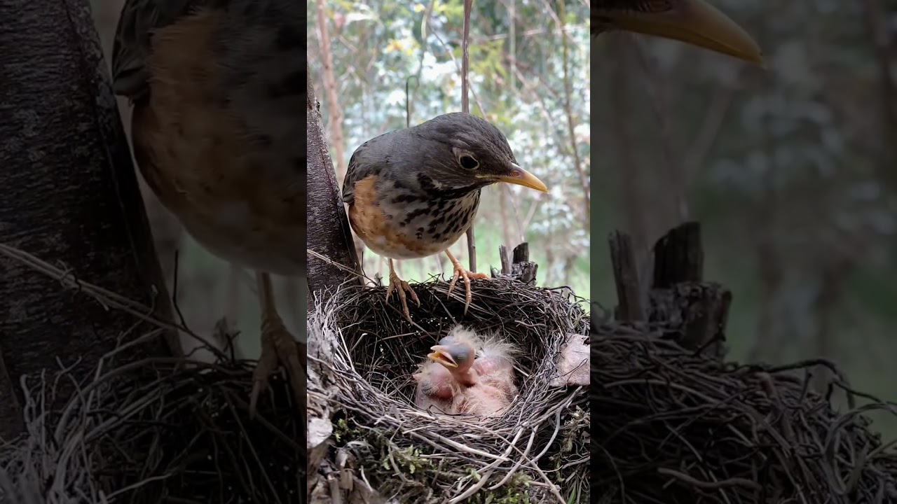 Review bird in nests #birds #birdmaster #birdhomes #birdingparadise #birdhouses #nature #Ep.1009