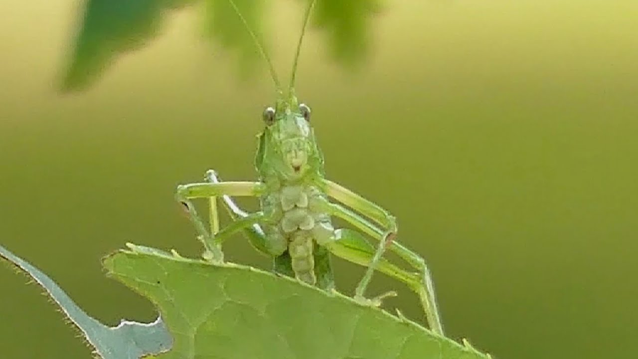 Hilarious to Watch and Fascinating Katydid; Insect Behavior; Tettigoniidae
