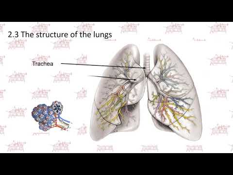 Level 2 Fitness Instructing Unit 1 Learning outcome 2 respiratory system