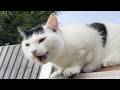 Gray Cat Meowing Very Loudly Watch HD Mp4 Video Download Free