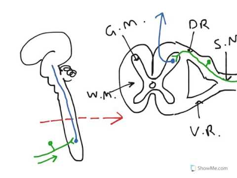 Overview of spinal reflexes, ascending and descending influences