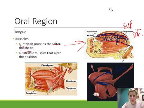 Clinical Anatomy: The Head Part 3.2 Tongue, Nose, Sinuses, Ear