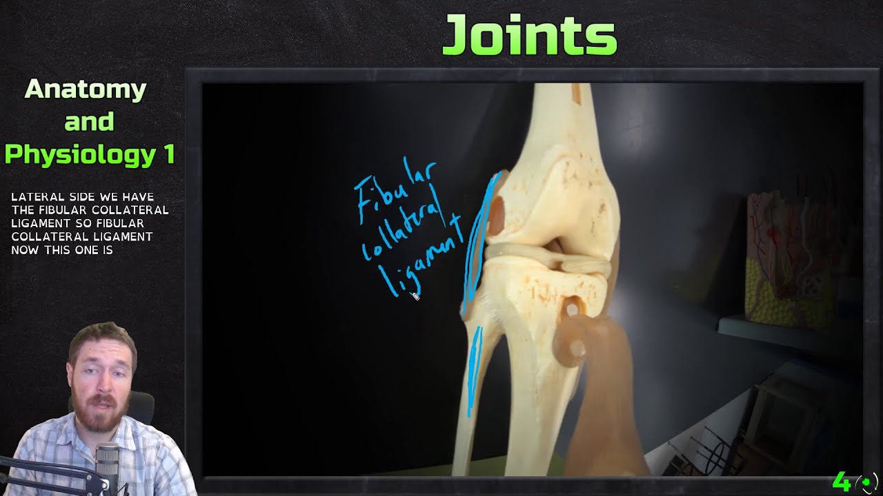 Selected Synovial Joints and Knee Model - Anatomy and Physiology 1