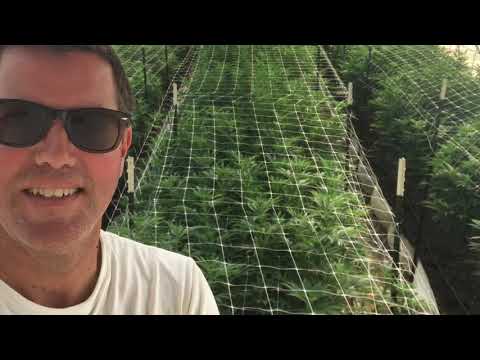 New 2019 Public TV series Cannabis in the Emerald Triangle, coming soon