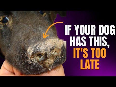 7 SYMPTOMS That Your Dog Has DISTEMPER