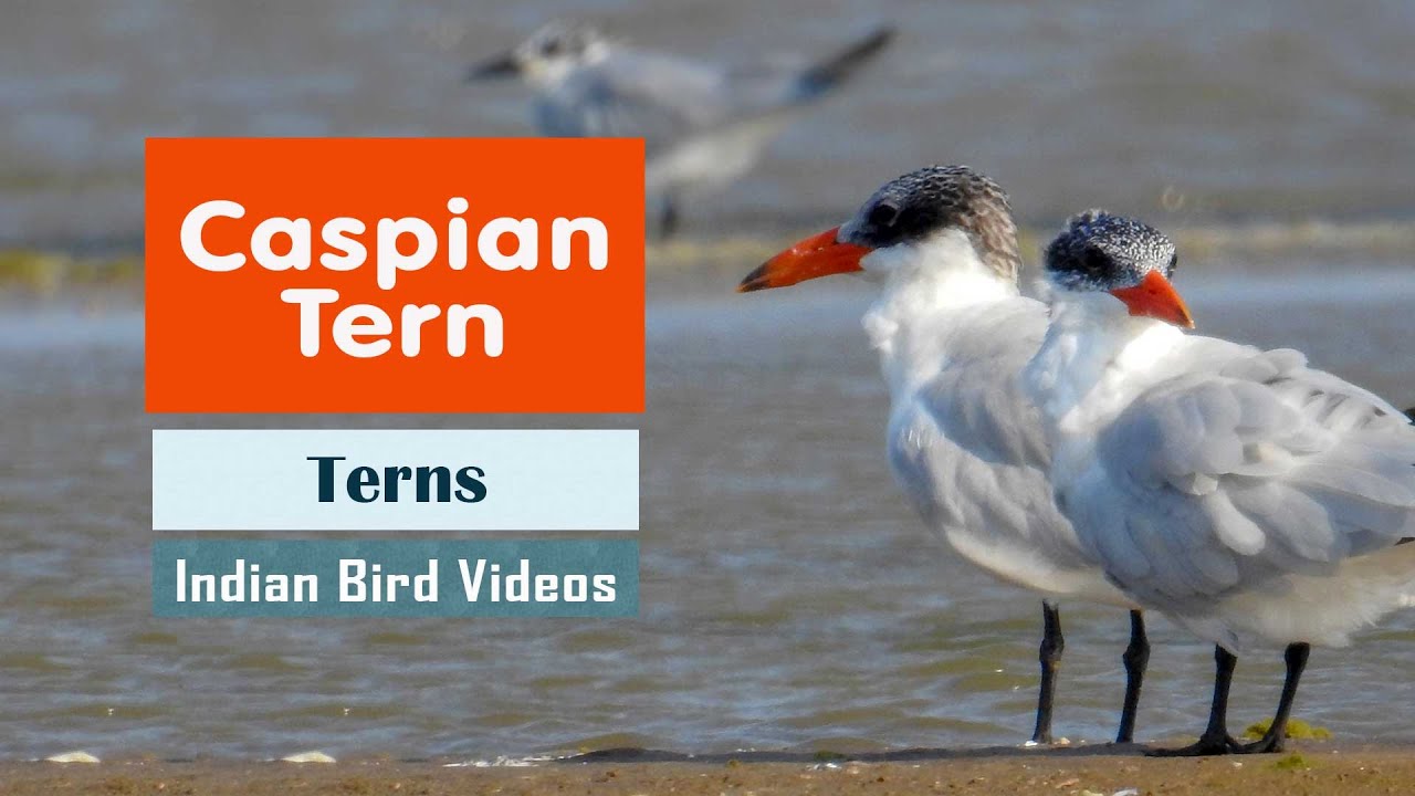 The Caspian Tern (Hydroprogne caspia) - Indian Bird Videos