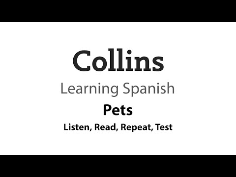 Spanish Translation of “HAMSTER” | Collins English-Spanish Dictionary