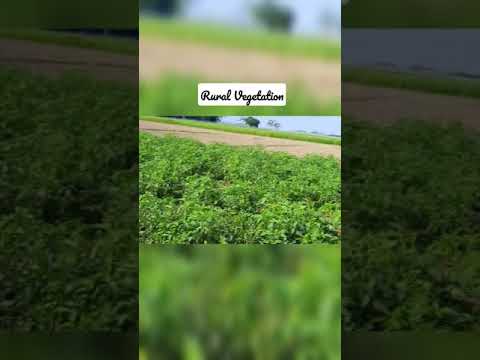 Taking you to the Rural Vegetation | Village life | Rural Assam