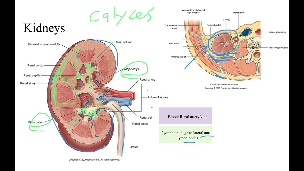 9  Urinary System 22