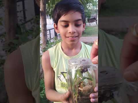Journey of a caterpillar to butterfly :) #caterpillar #cocoon #butterfly