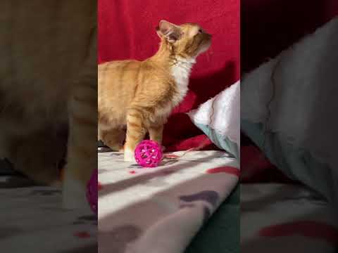 Fergus- RARE Adoptable Kitten!
