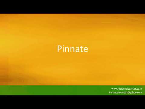Pronunciation of the word(s) "Pinnate".