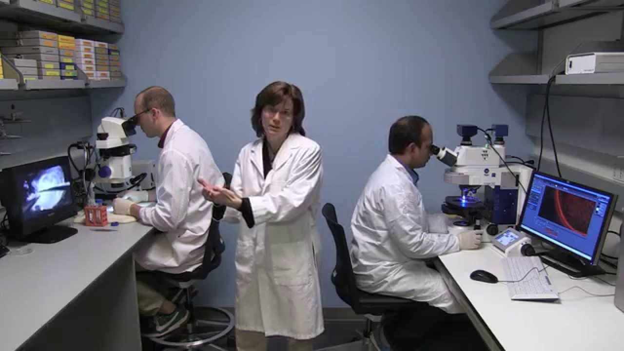 Protecting Hearing from Ototoxic Drugs – Lisa Cunningham, NIH | NIDCD