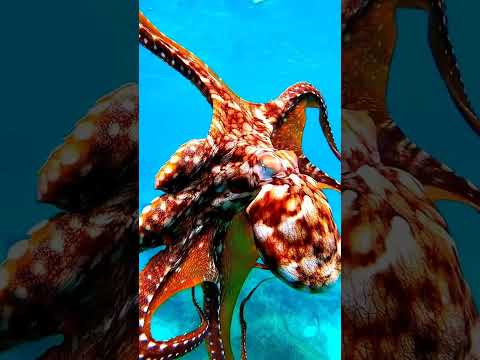 Octopus Camouflage: How They Change Color and Shape #octopus #underwatervideo
