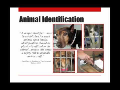 The First 60 Minutes: Animal Sheltering's Critical Hour - conference recording