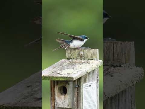 Sigma 150-600 Wildlife Photography + Sony a7iv
