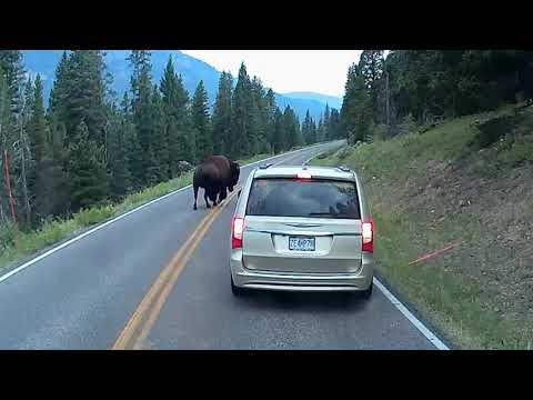 Cheeky Fella – Boneshakerbike