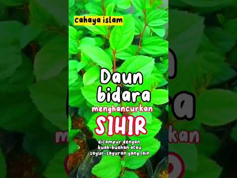 Daun bidara untuk menghancurkan Sihir