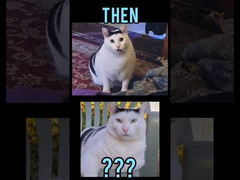 Famous Cats memes(Then vs Now) #meme #memes #nostalgia #catmemes
