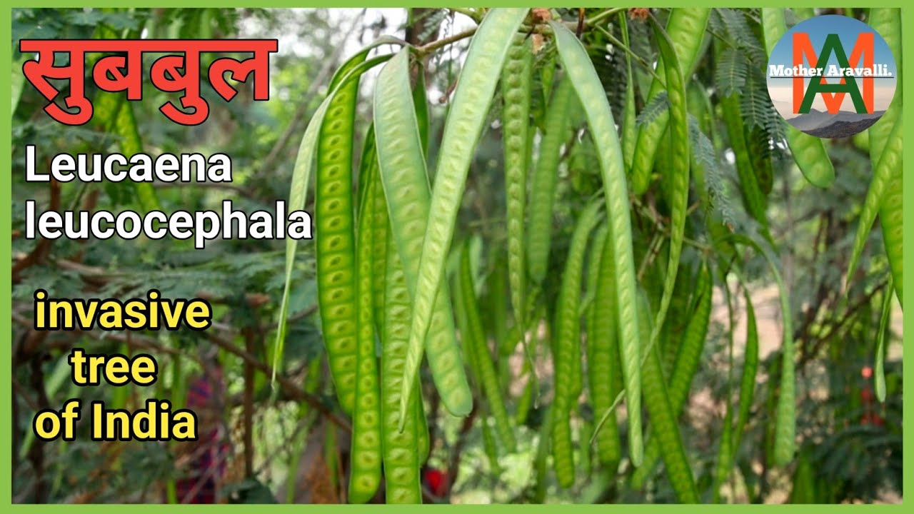 Leucaena leucocephala, Subabul, Wild tamarind, White Babool, invasive tree of India