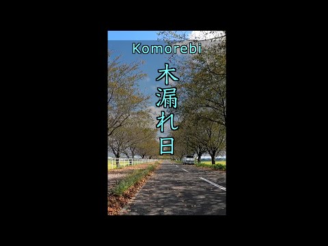 Words unique to Japanese #2 :木漏れ日 Komorebi | Japanese culture in English #Shorts